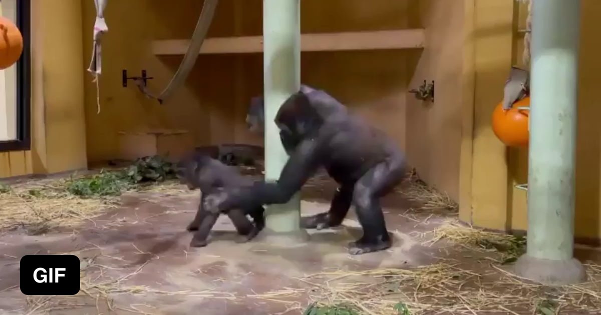 Young Gorillas know exactly when its time to stop playing around - 9GAG