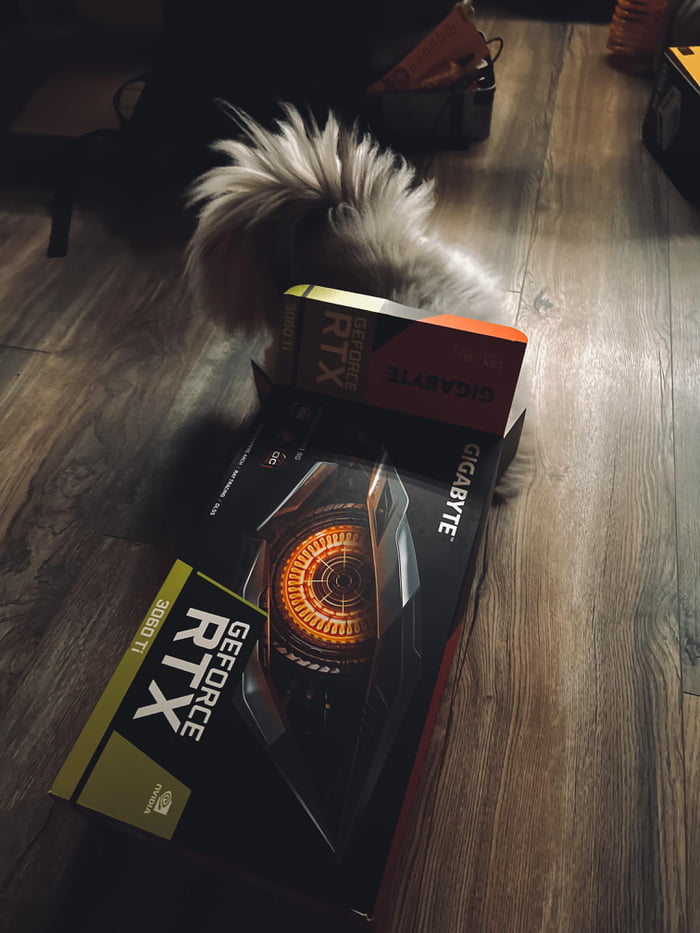 Just got a new graphics cat! - 9GAG