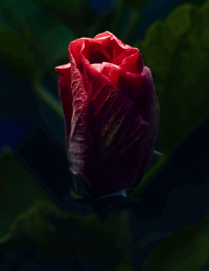 Dramatic flower 🌼 - 9GAG