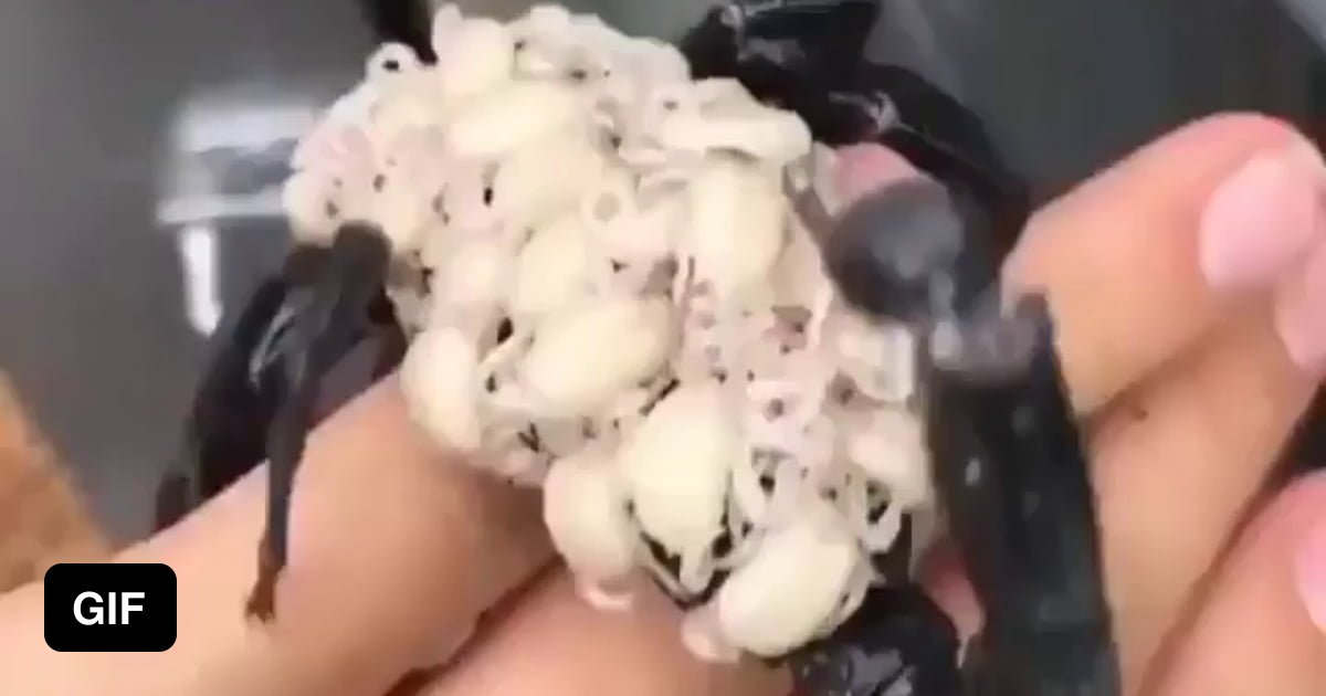 A mama scorpion carrying her kids on her back. - 9GAG