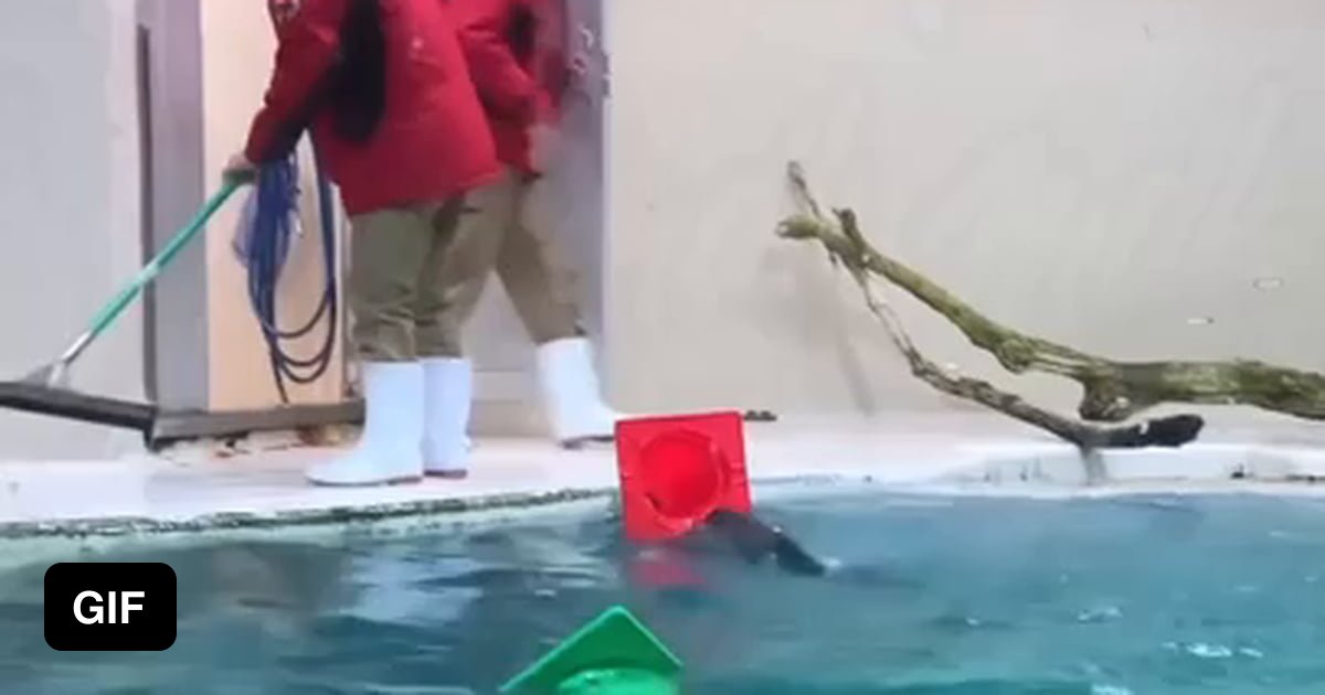 Sea otter helps clean up his pool 😄 - 9GAG