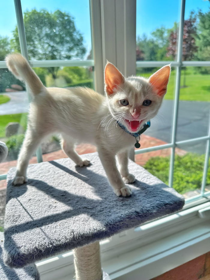 He is small. He is fierce. He is fast. He is Yuki! - 9GAG