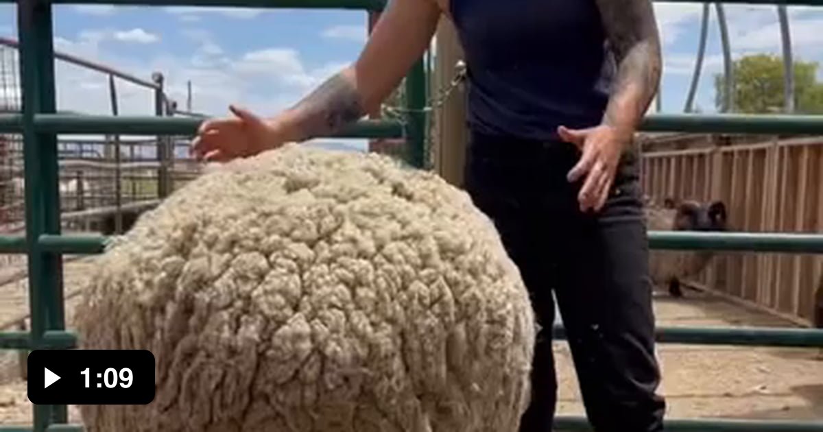 Removing 23 pounds of wool from an overgrown sheep - 9GAG