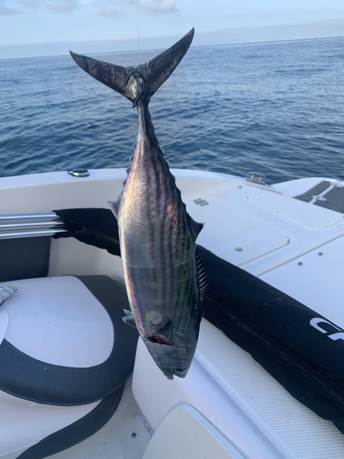 Lasso’d a fish instead of catching it the normal way (zoom in on tail ...