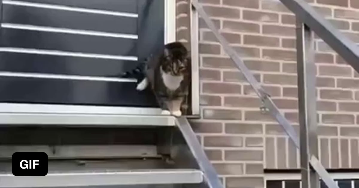 FBI.....Open up! FBI: Feline bureau of Investigation😅 - 9GAG