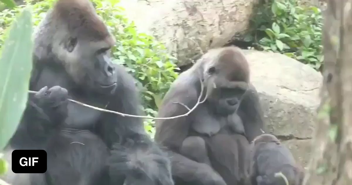 A female gorilla teasing the silverback - 9GAG