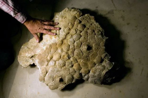 A chunk of fossilized triceratops skin. - 9GAG