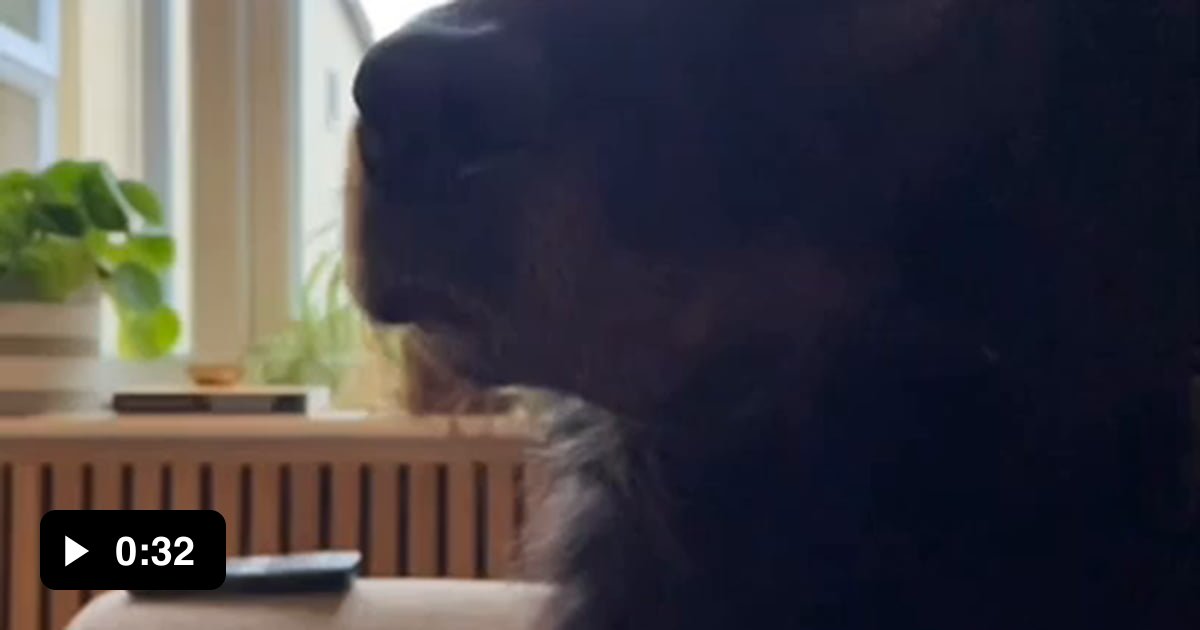 Perfectly executed sofa dismount in response to the H word, captured in slow motion - 9GAG