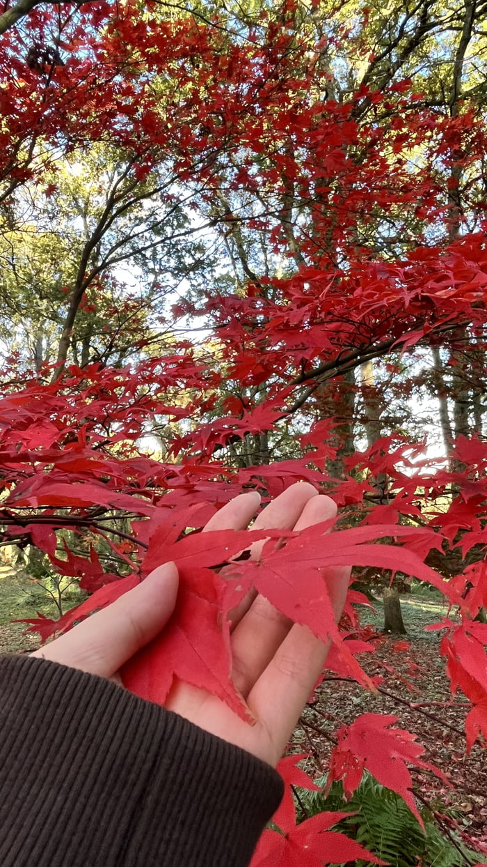 Red leaf - Momoji 🍁 - 9GAG