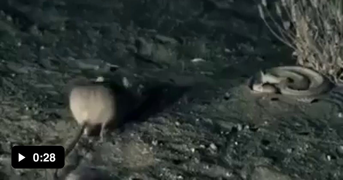 The sharpest kung-fu moves...see the footage of jerboa vs snake. - 9GAG