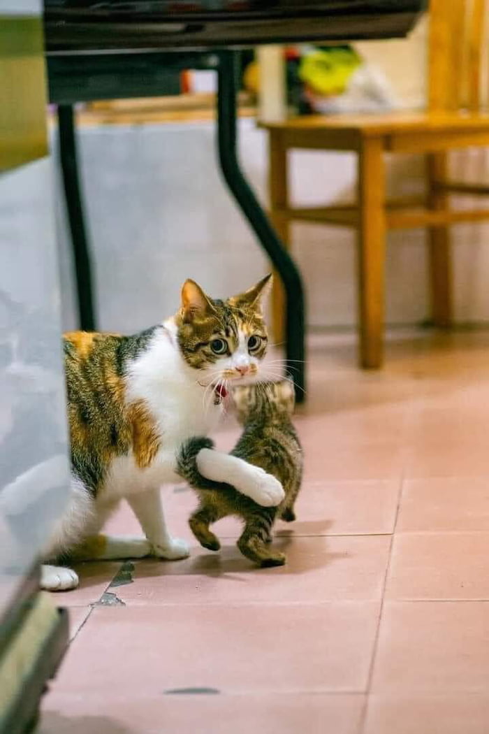 When you accidentaly hurt her kitten and she saw it - 9GAG
