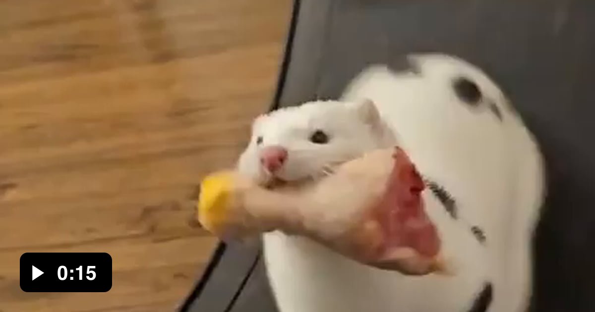 Just the animal version of the usual guy eating a Snickers bar in the ...