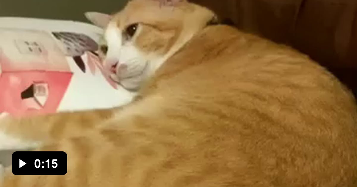 Icat fully charged - 9GAG