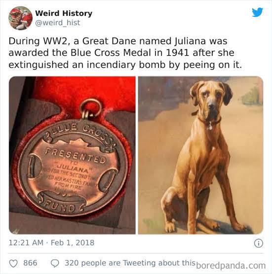 During WW2 ; A dog received a blue cross medal for extinguishing a bomb ...