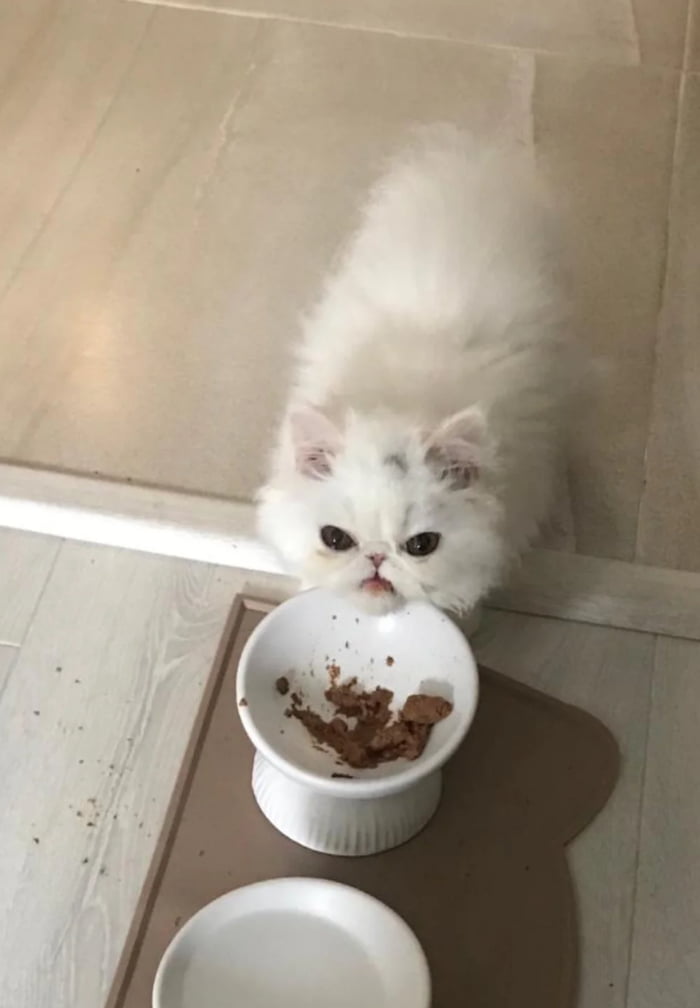 Milky the displeased dish devourer - 9GAG