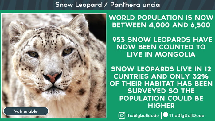 Good news for the Snow Leopard population! - 9GAG