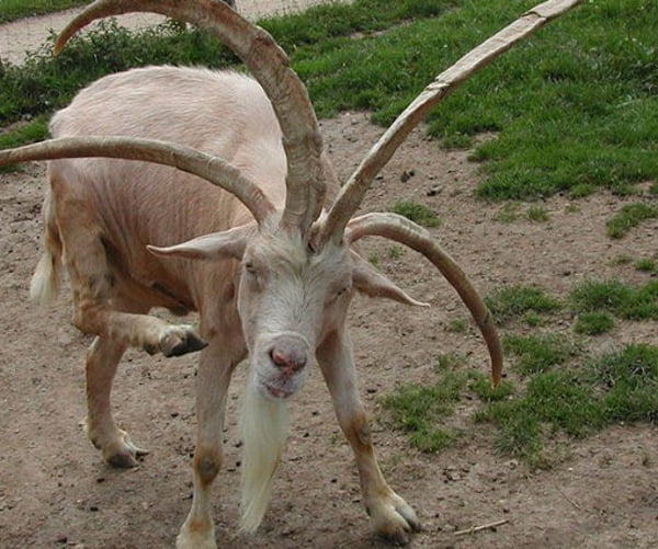 Ğøąť, four horns of the apocalypse - 9GAG