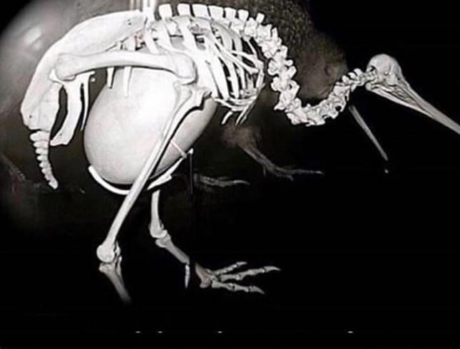 A kiwi bird skeleton with its egg - 9GAG