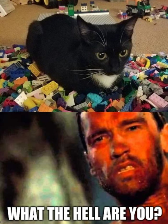 Cats are something else - 9GAG