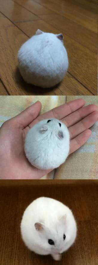 Snowball hamster boii - 9GAG