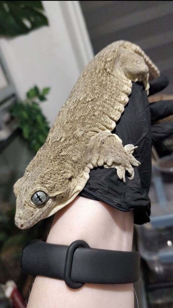 Look at this Thicc Gecko - 9GAG