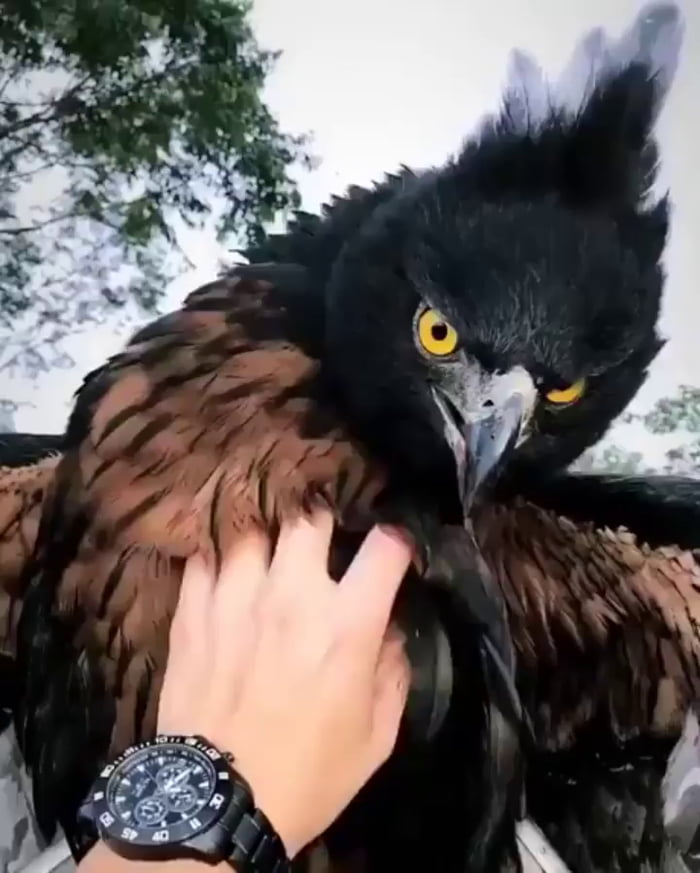 A delightful murder chicken - 9GAG
