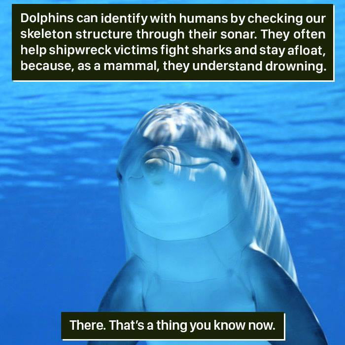 Dolphins are incredible! - 9GAG