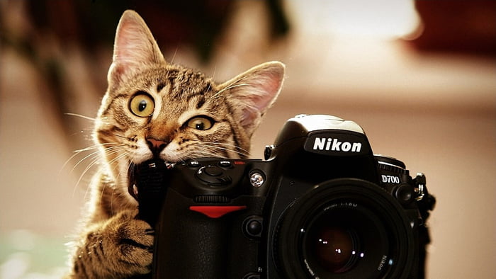 Cameraman cat - 9GAG