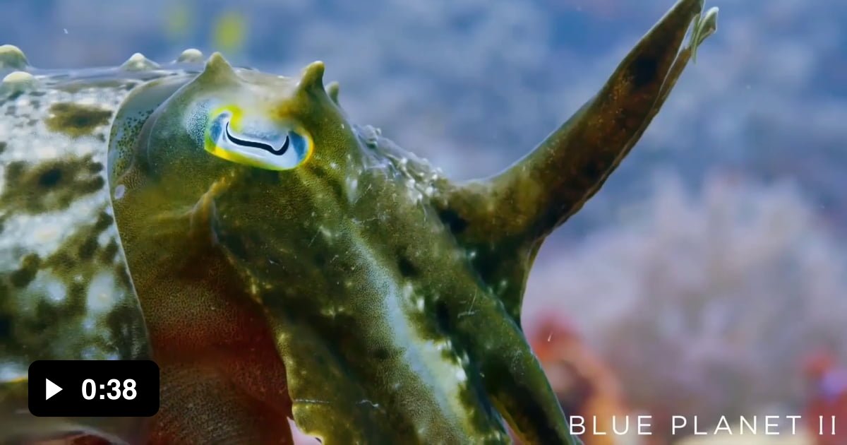 This is the Amazing Cuttlefish hypnosis crab - 9GAG