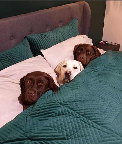 It's 4 degrees outside, so we'll have breakfast in bed thanks mum. - 9GAG