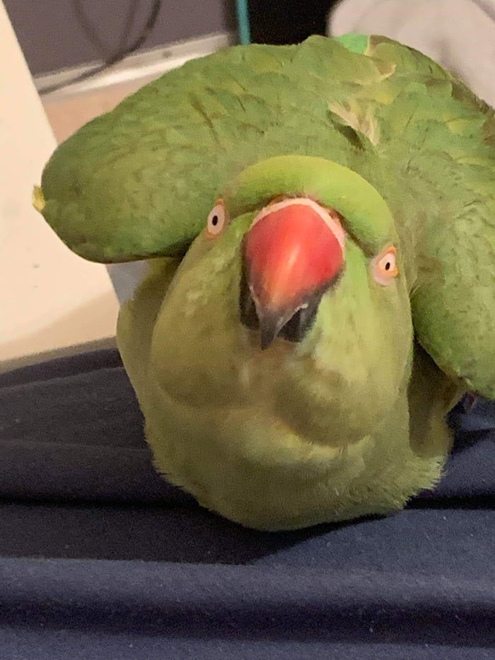 Rare derpy bird - 9GAG