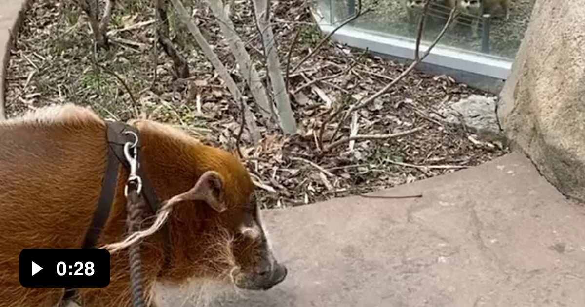 When the zoo is empty - 9GAG