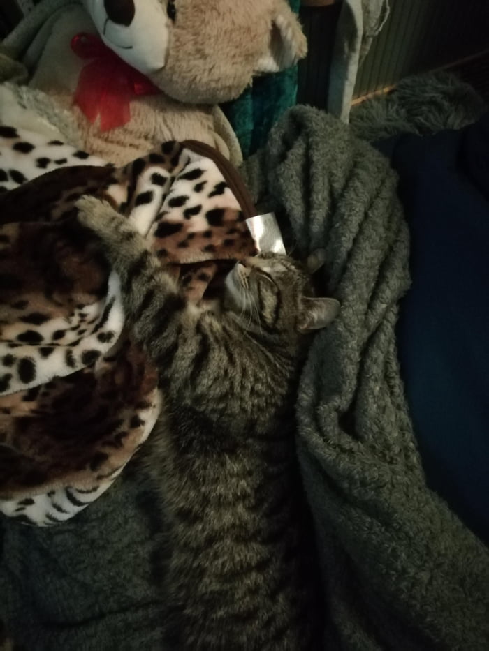 Neighbors Cat that comes in round 9am-10am every morning to sleep here ...