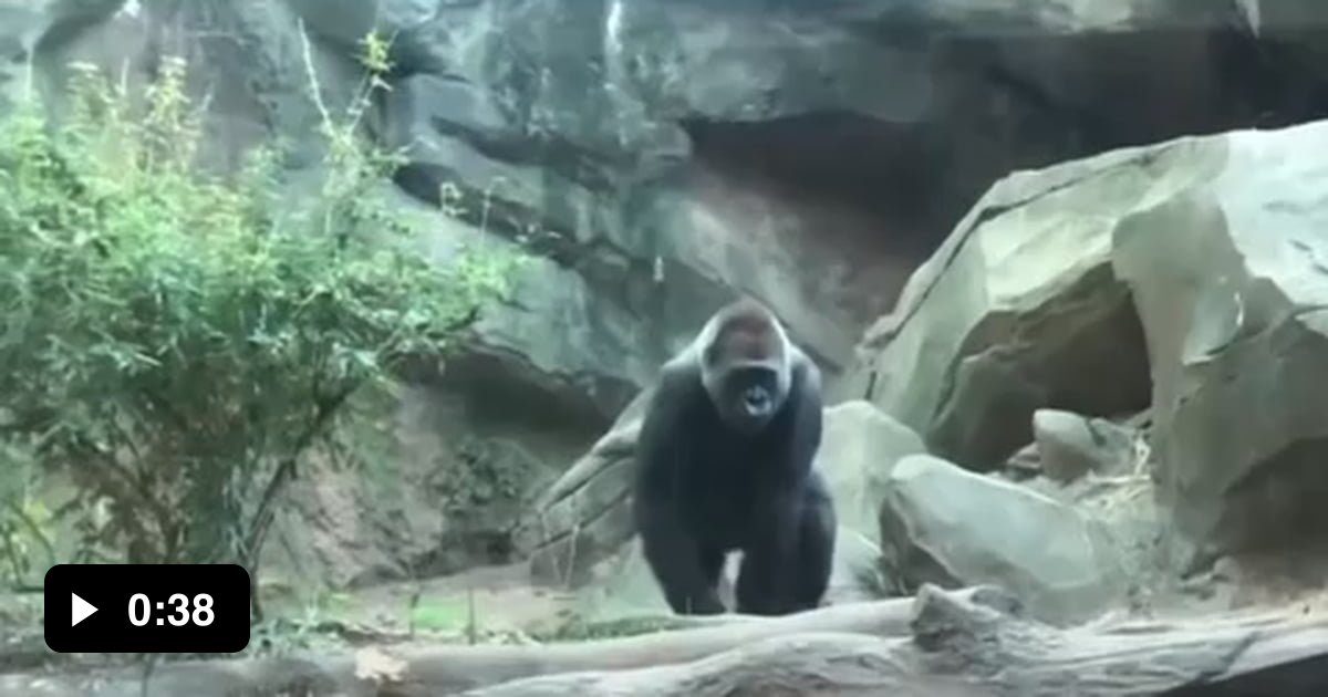 Monkeys being monkeys - 9GAG