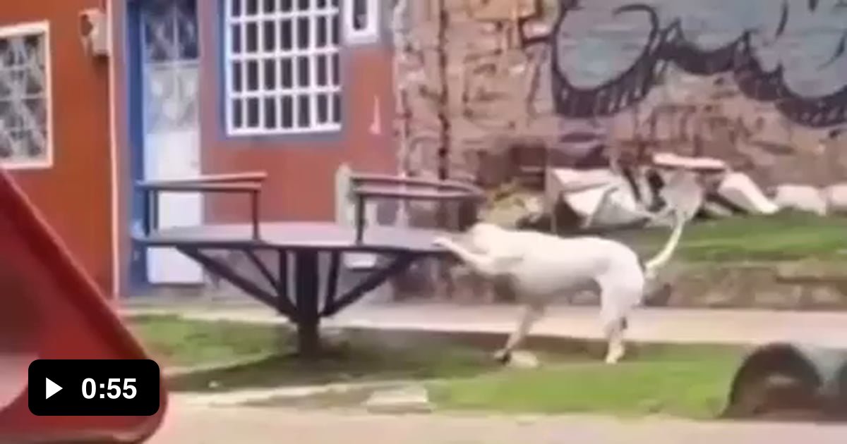 Russian doggo loves the swing! - 9GAG