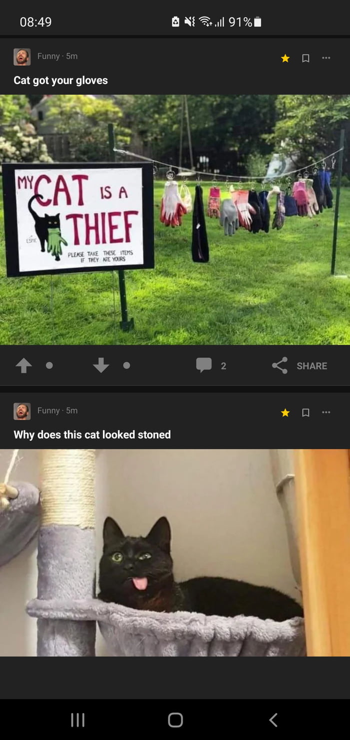 Good timing, catto. - 9GAG