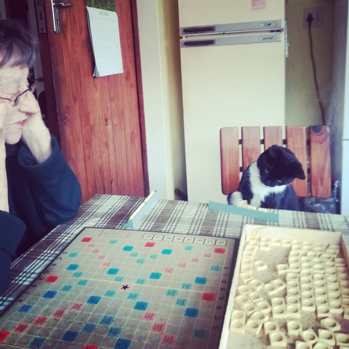 Cat Playing Scrabble. - 9GAG