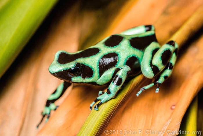 This bicolored baby is the Green-and-Black Poison Frog! (Dendrobates ...