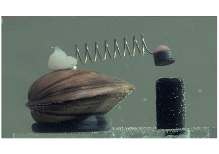 This clam is part of the water regulation system of a city in Poland ...