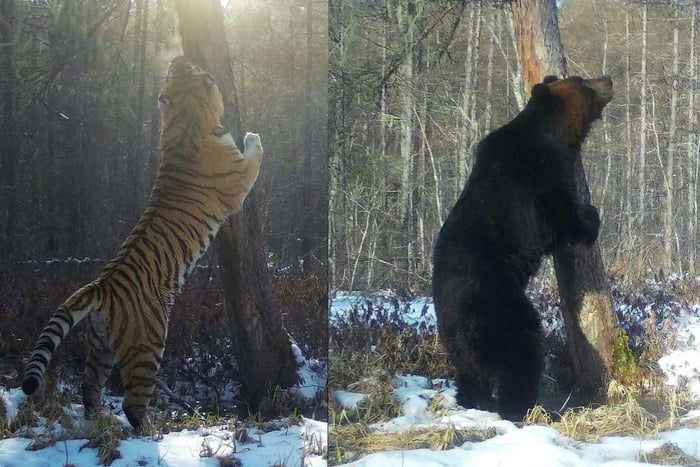 Amur tiger and Brown bear near the same tree. Anyuysky national park ...
