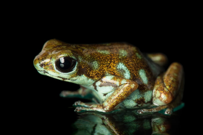 This pretty boy is the Polka Dot Poison Frog! (Oophaga arborea) During ...