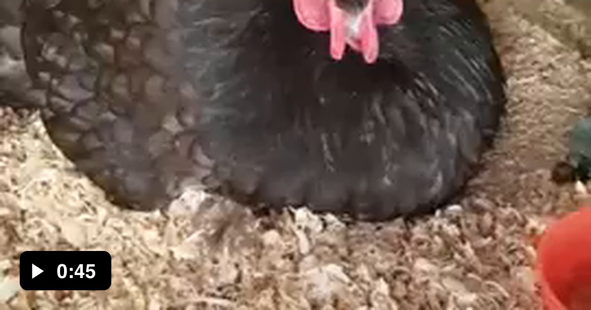 You mess with Broody Chook, you get the peckk! - 9GAG
