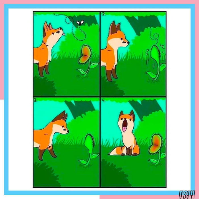 Silly little fox - 9GAG