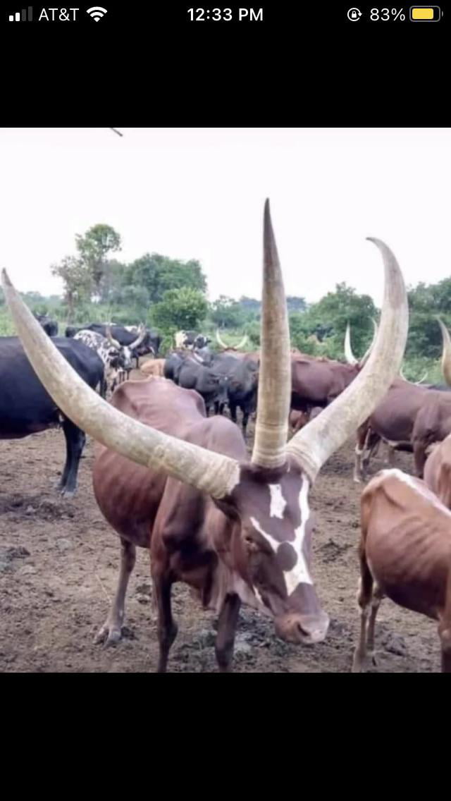 The three horned one. - 9GAG