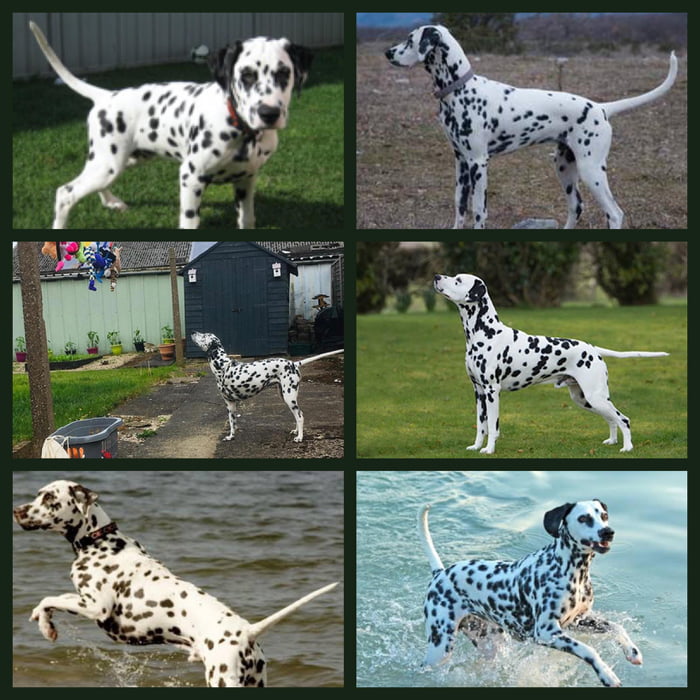 Has anyone else notice that Dalmatians have spots all over their body ...