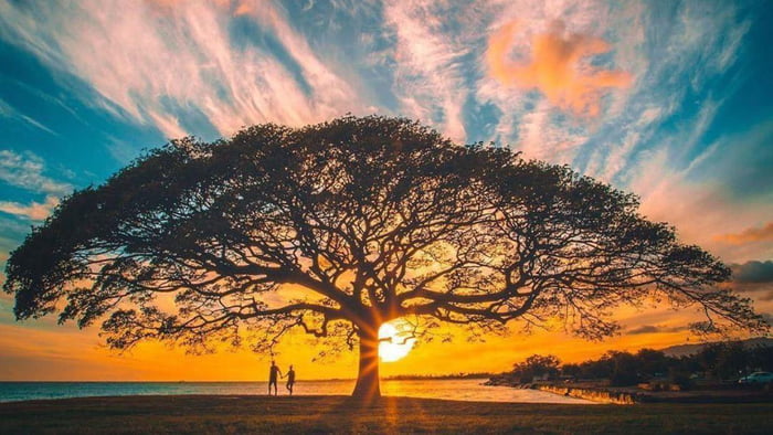 Tree of Life Hawaii - 9GAG