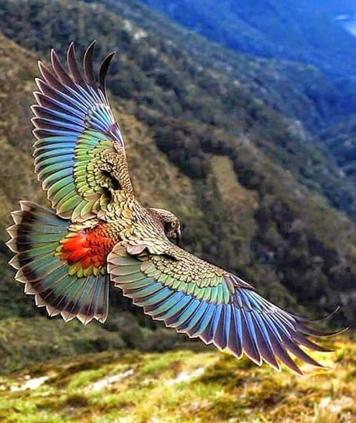 New Zealand Kea.Kea is the only alpine parrot in the world. - 9GAG
