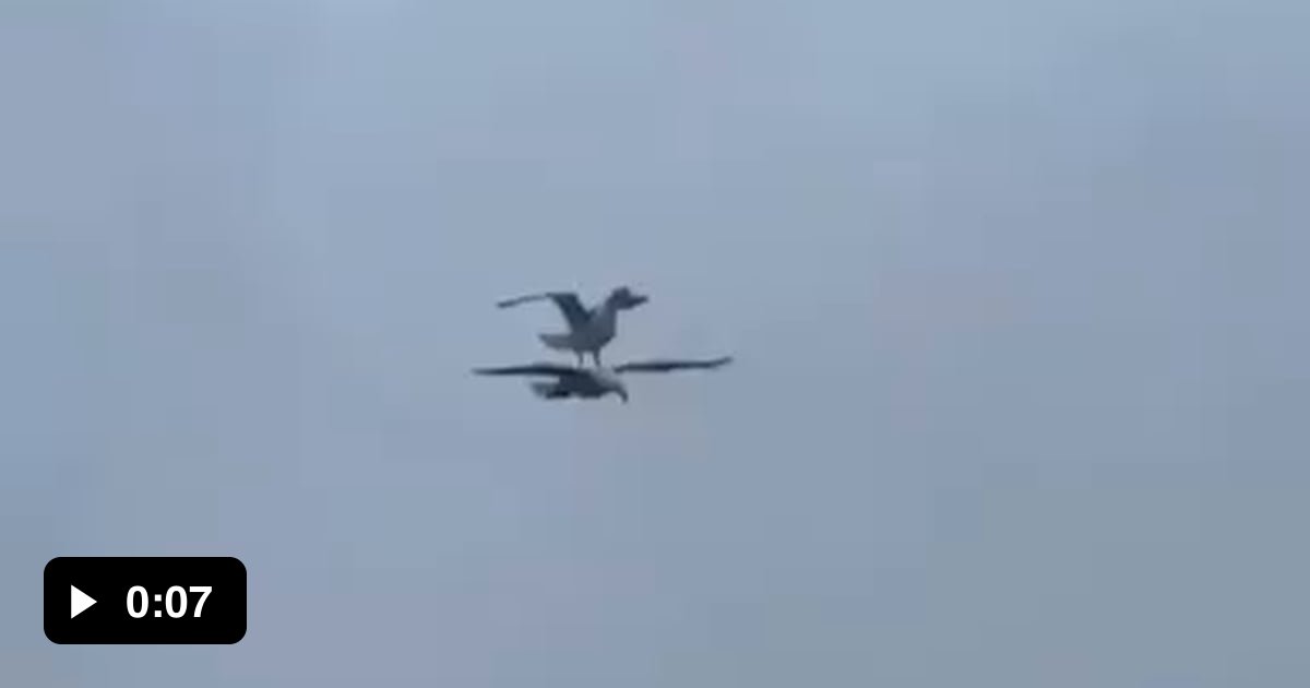 The bird version of that scene in Titanic - 9GAG