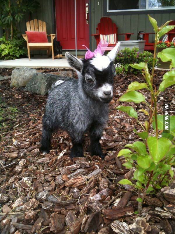 Most adorable thing on the planet - 9GAG