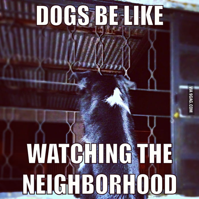 Dogs be like... - 9GAG